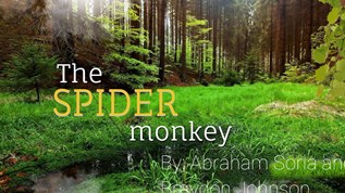 Spider at emaze Presentation