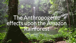 Amazon Rainforest at emaze Presentation