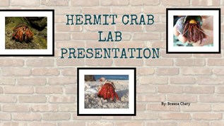 HERMIT CRAB at emaze Presentation