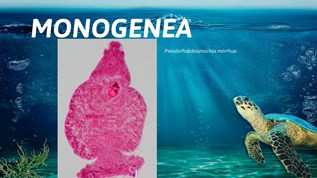 Monogenea at emaze Presentation