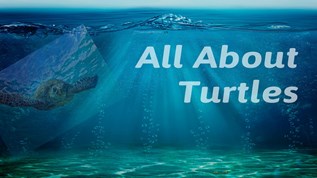 All About Turtles at emaze Presentation