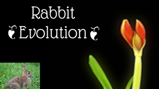 Rabbit Evolution - Miranda Larimer at emaze Presentation