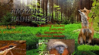 Amazon Rainforest at emaze Presentation