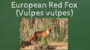 European Red Fox at emaze Presentation