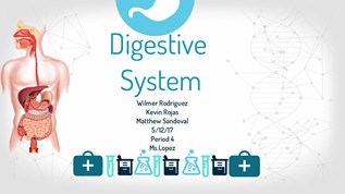 Digestive System at emaze Presentation
