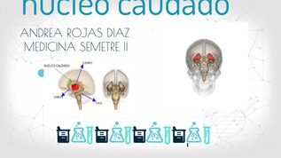 nucleo caudado at emaze Presentation