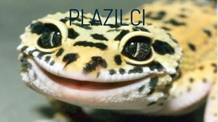 PLAZILCI at emaze Presentation