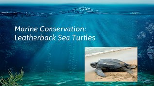 Marine Conservation: at emaze Presentation