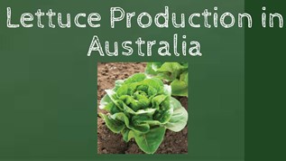 Lettuce Production at emaze Presentation